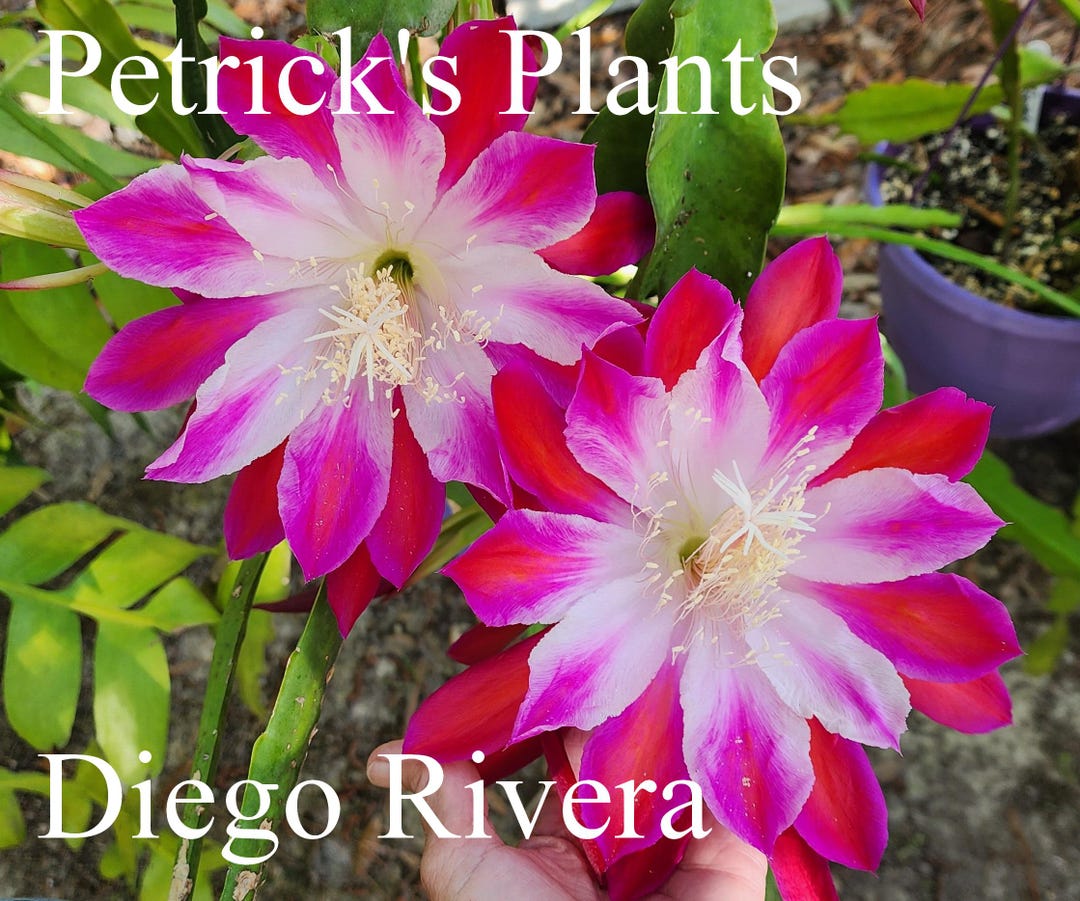 Epiphyllum Orchid Cactus Diego Rivera 8-9" Cuttings - Etsy