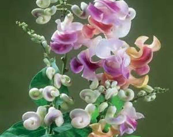 Climbing Shell Vine (vigna Caracalla) Corkscrew Vine Snail Vine 5 Seeds ...