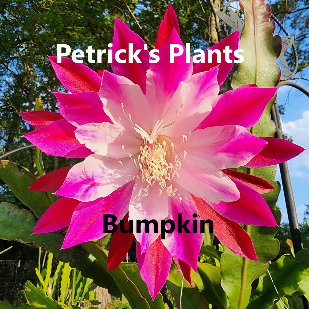 Epiphyllum Orchid Cactus Diego Rivera and Bumpkin 2 Variety 4 Cuttings ...