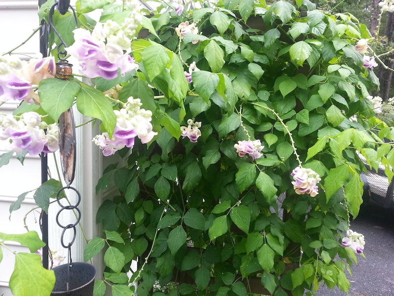 Climbing Shell Vine Seeds: Fragrant Corkscrew, Vigna Caracalla (10 ...