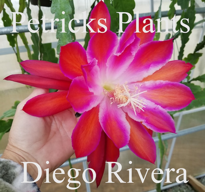 Epiphyllum Orchid Cactus Diego Rivera Rooted Plant - Etsy
