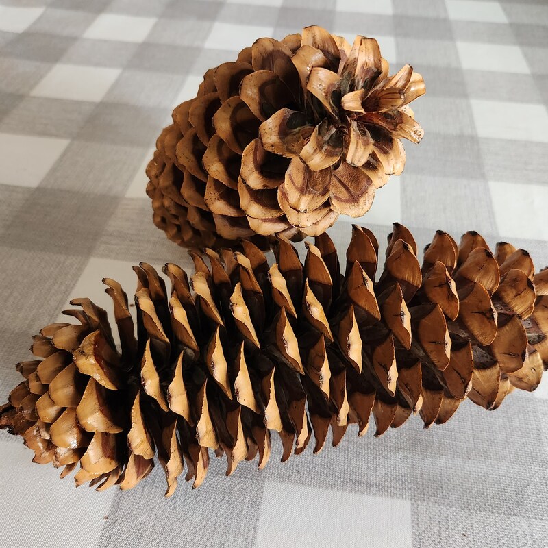 Giant Pine Cones - Etsy