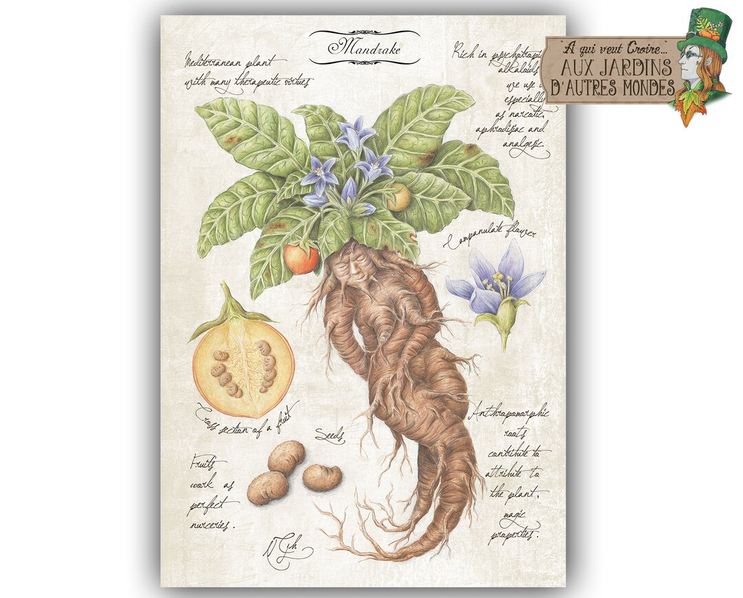 Mandrake Print. ENGLISH VERSION Format A4 21 Cm X 297 Cm - Etsy
