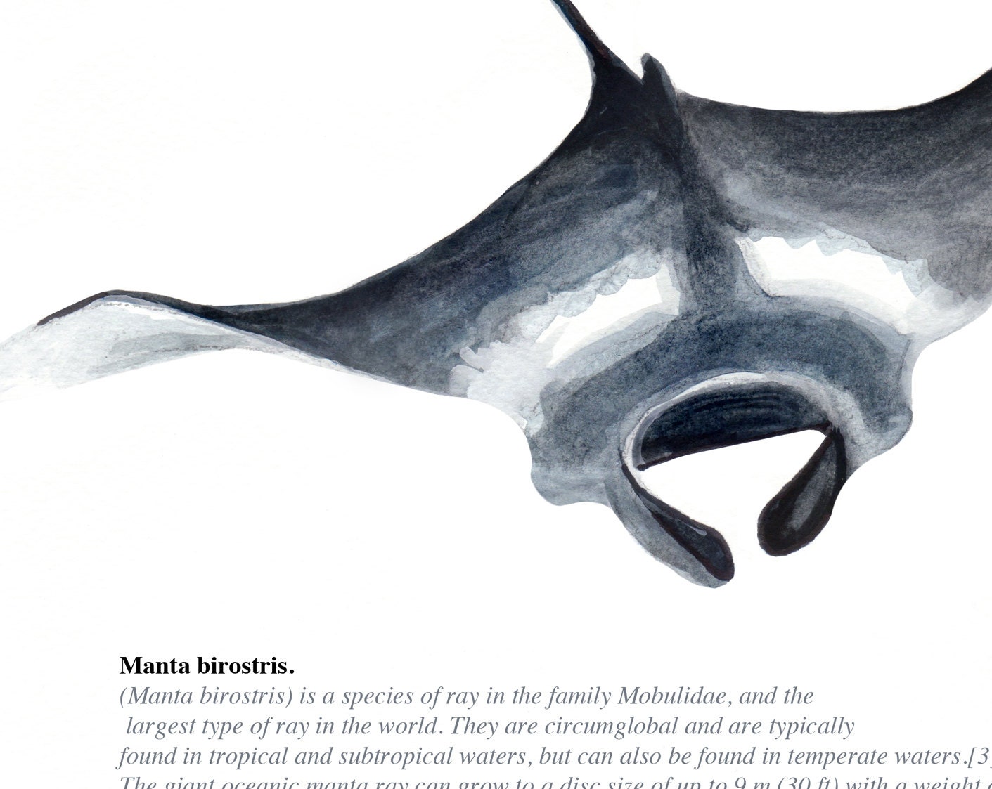 Manta Ray Art Print Nautical Art Print Watercolor Marine - Etsy