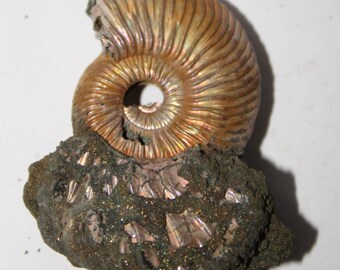 Pyrite Ammonite - Etsy