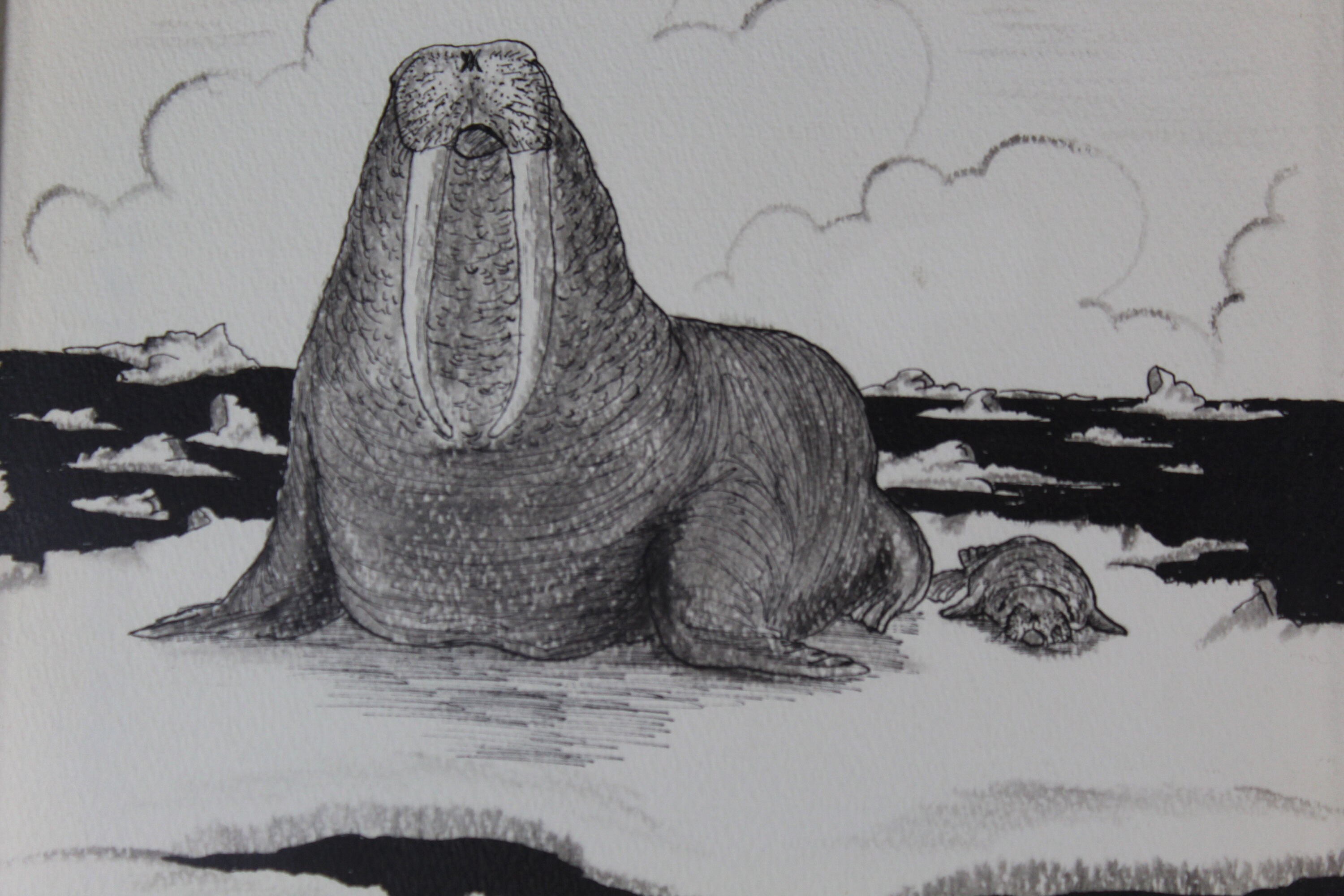 Walrus Pencil Drawing