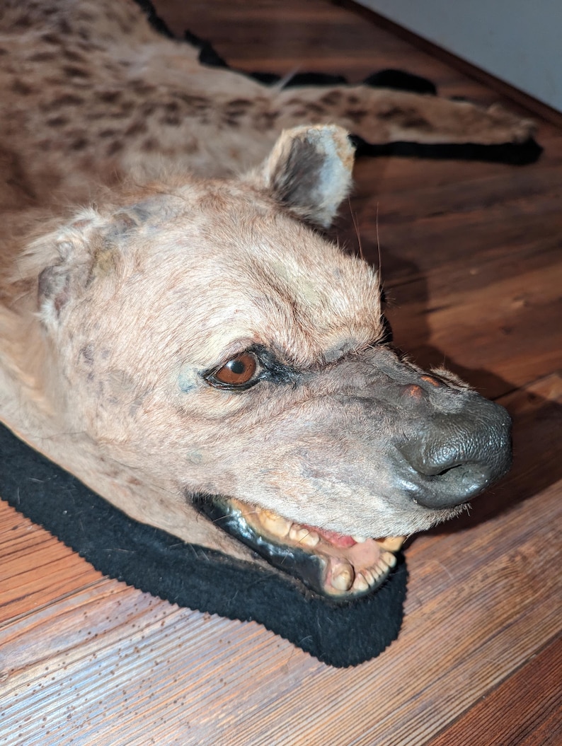 The Van Gogh Hyena Taxidermy Rug Vintage Farmhouse Cabin Decor - Etsy