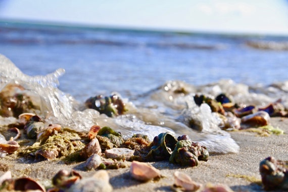Cape Cod Photography Beach Photograph Ocean Sand Seashell | Etsy