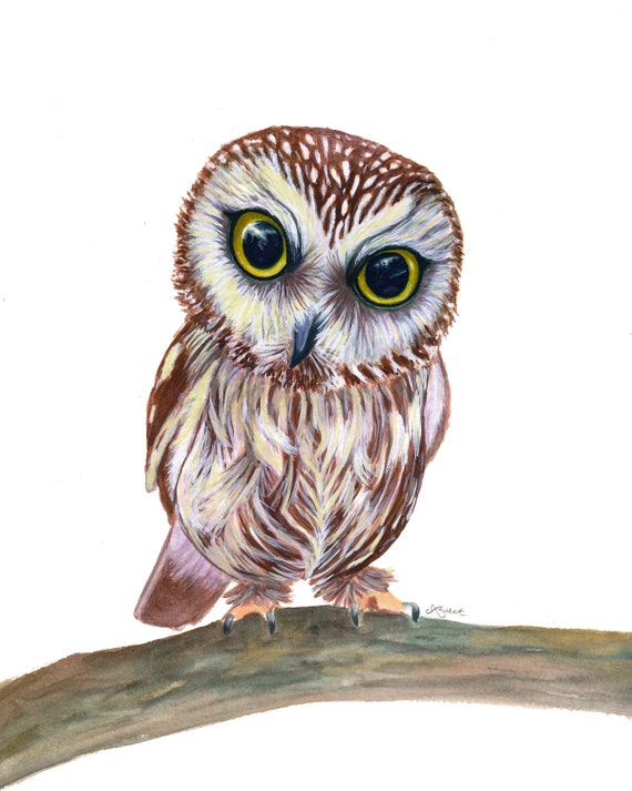 Cute Owl Pictures Print