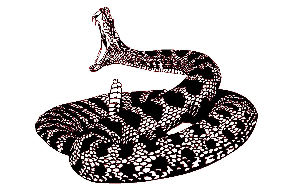 Rattlesnake Vector File - Etsy