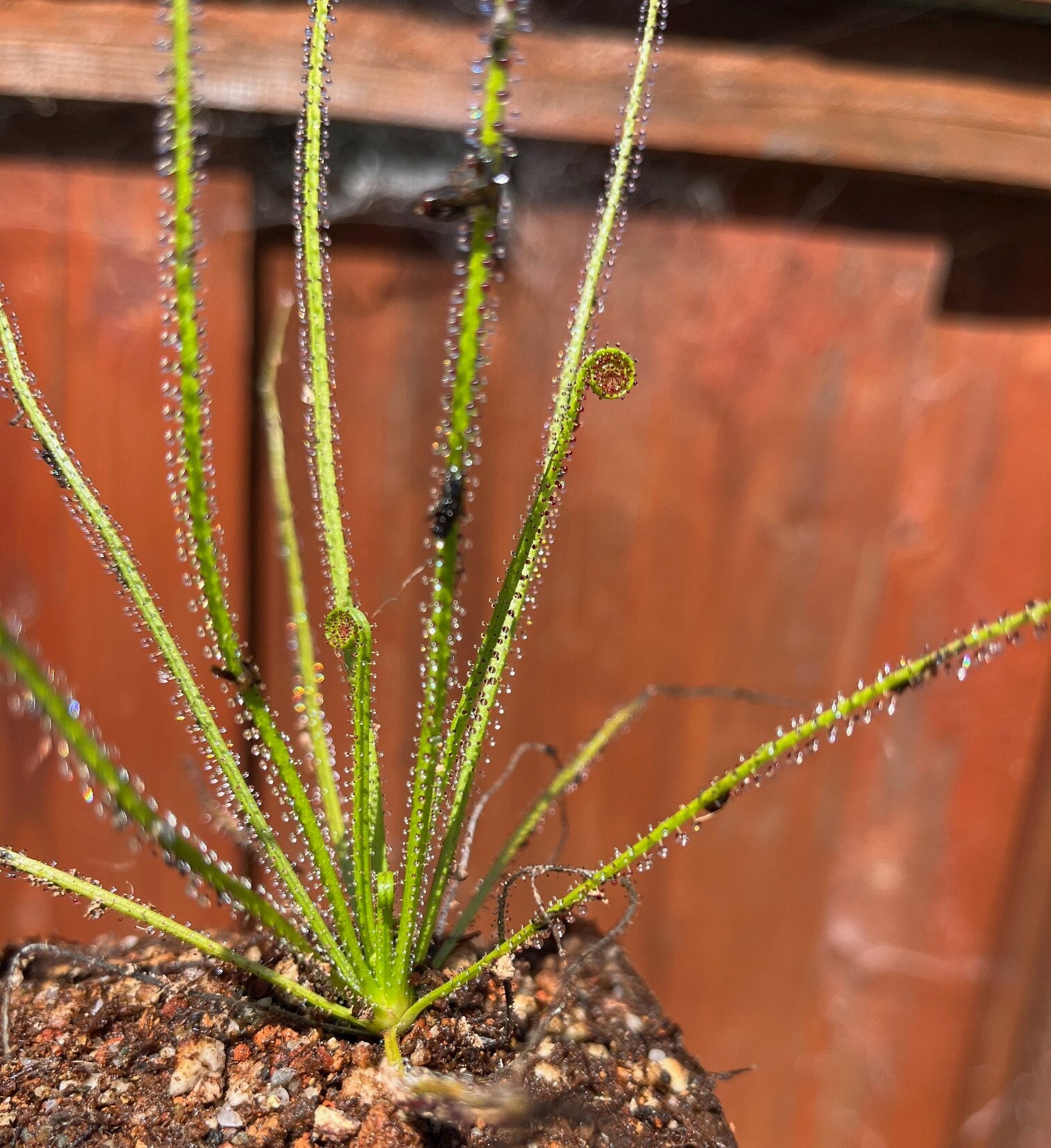 Drosophyllum Lusitanicum Dewy Pine RARE POTTED - Etsy