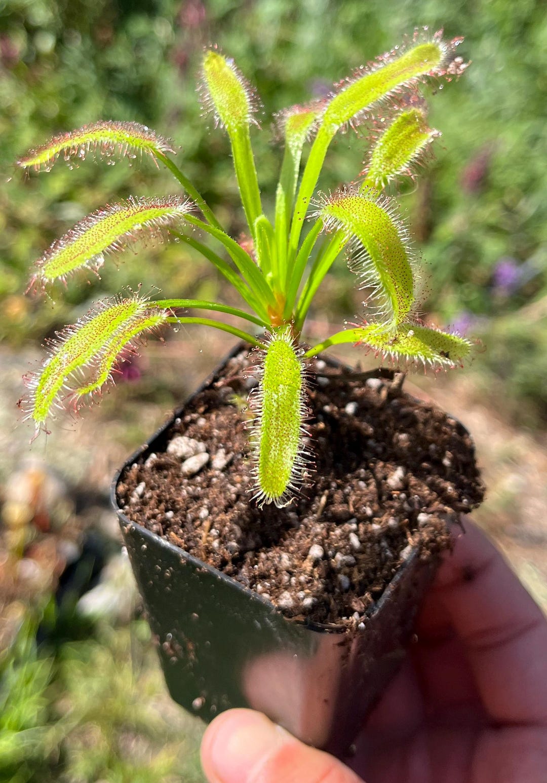 Drosera X Hercules CULTIVAR FROM CUTTINGS Easy to Grow! - Etsy