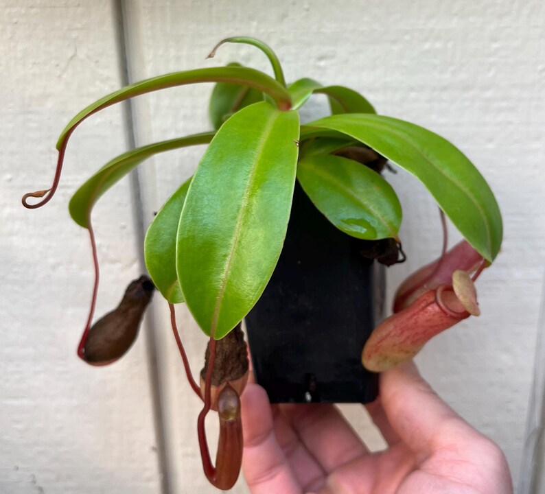 Nepenthes Ventricosa X (truncata X Mira) Seed Grown! Easy to Grow! - Etsy