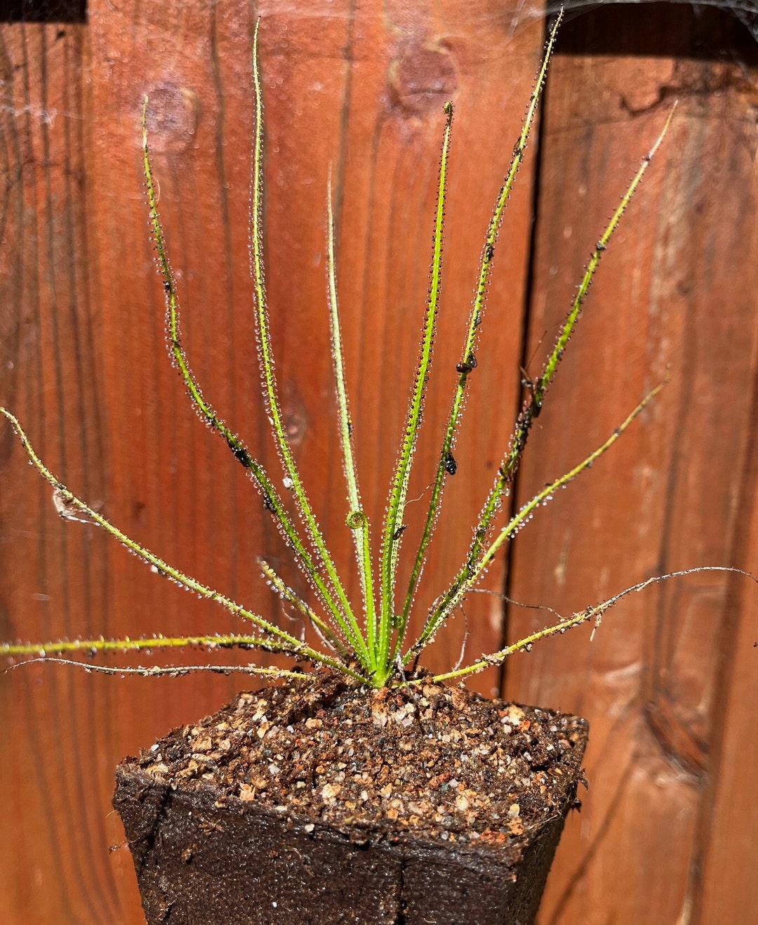 Drosophyllum Lusitanicum Dewy Pine RARE POTTED - Etsy