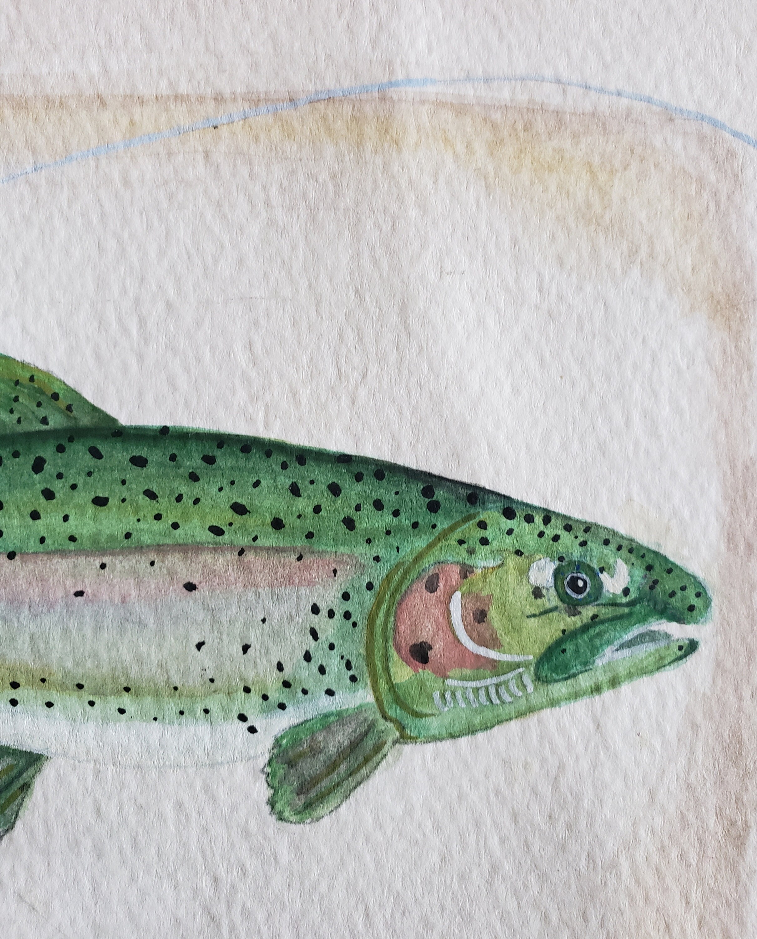 Trout Print. Rainbow Trout Print. Outdoor Print. Acrylic Painting Print ...