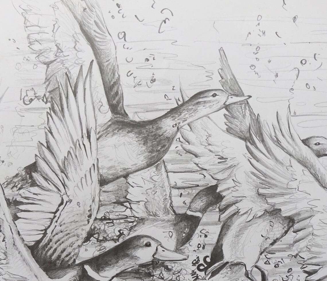 Sketch of Ducks in Water - Etsy