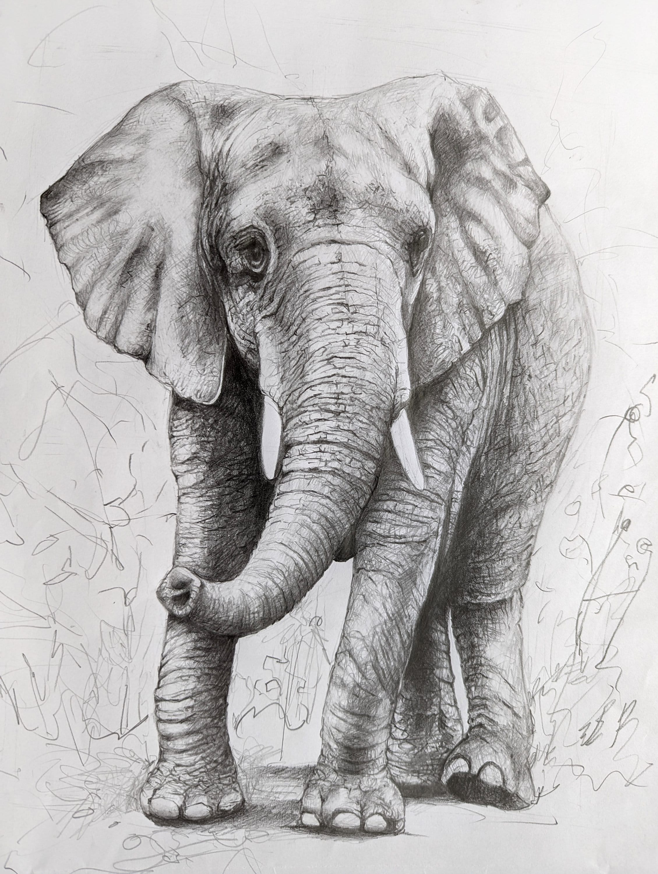 Elephant Sketch