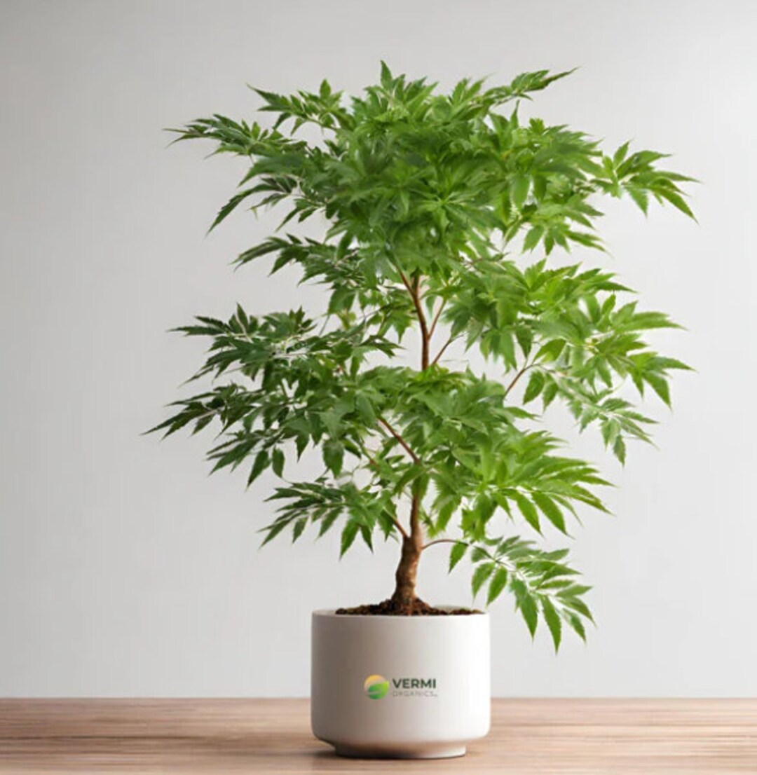 Neem, Tree of Uttarabhadrapada Nakshatra, Pisces or Meen Rashi Plant - Etsy