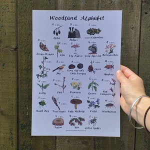 A4 Woodland Alphabet Print by Alice Draws the Line. Illustrations of ...