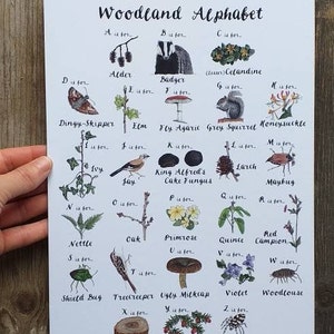 A4 Woodland Alphabet Print by Alice Draws the Line. Illustrations of ...