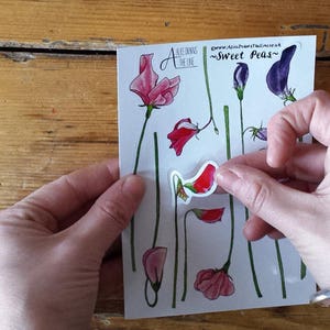 Sweet Pea Sticker Sheets by Alice Draws the Line; Great for Children's ...