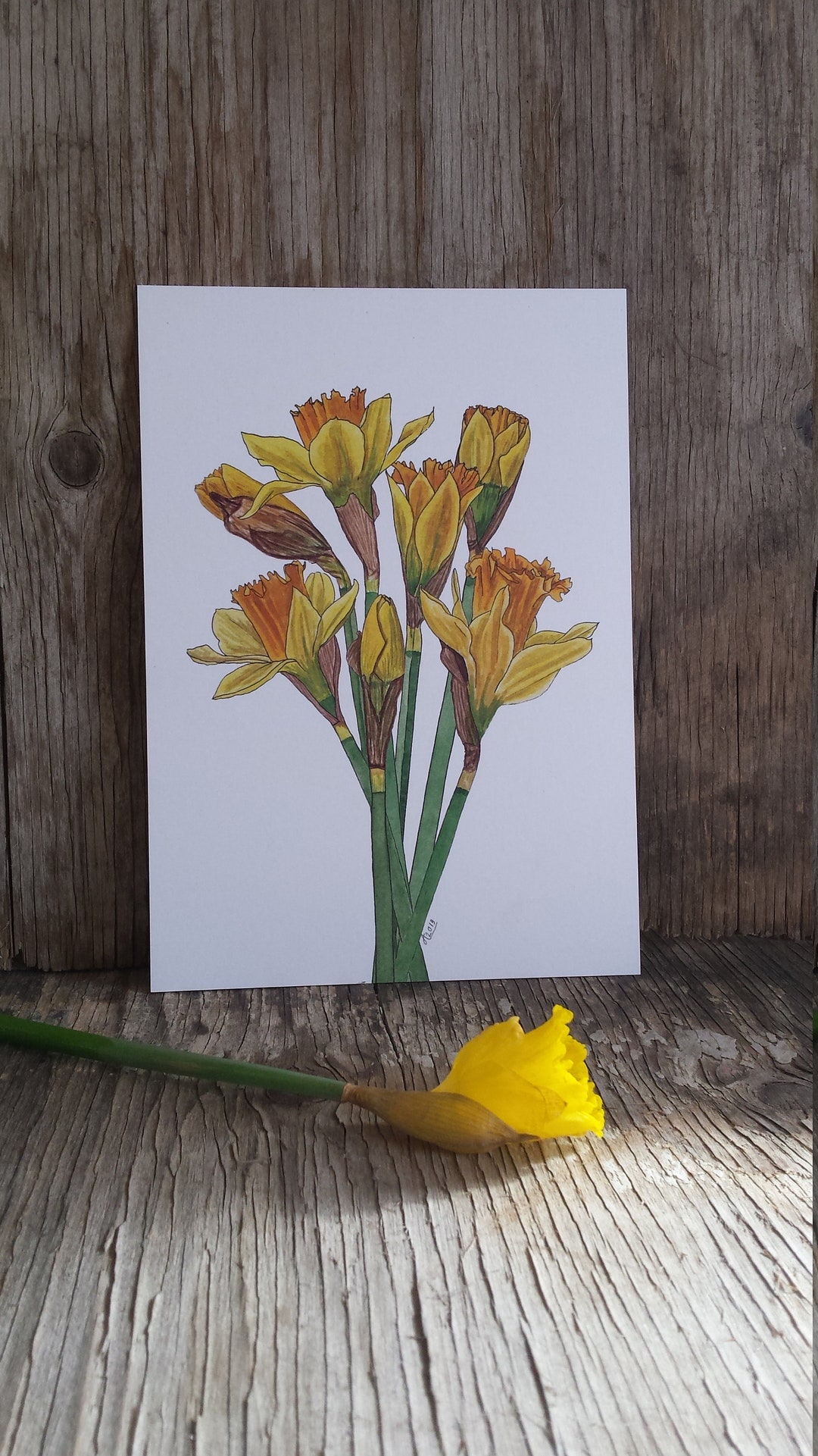 Daffodil Art Prints Featuring a Bouquet of Daffodils Illustrated by ...