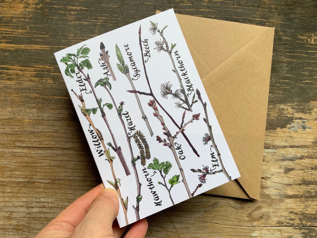 Tree Identification Card by Alice Draws the Line Featuring a Range of ...