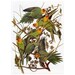 John J Audubon, Carolina Parakeet FRIDGE MAGNET, Birds of America Repro ...
