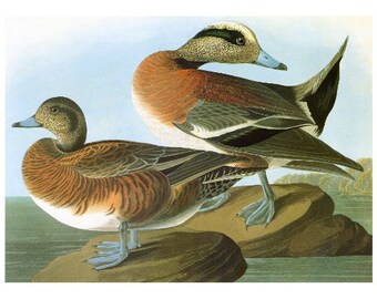 Duck Mini Fridge - Etsy