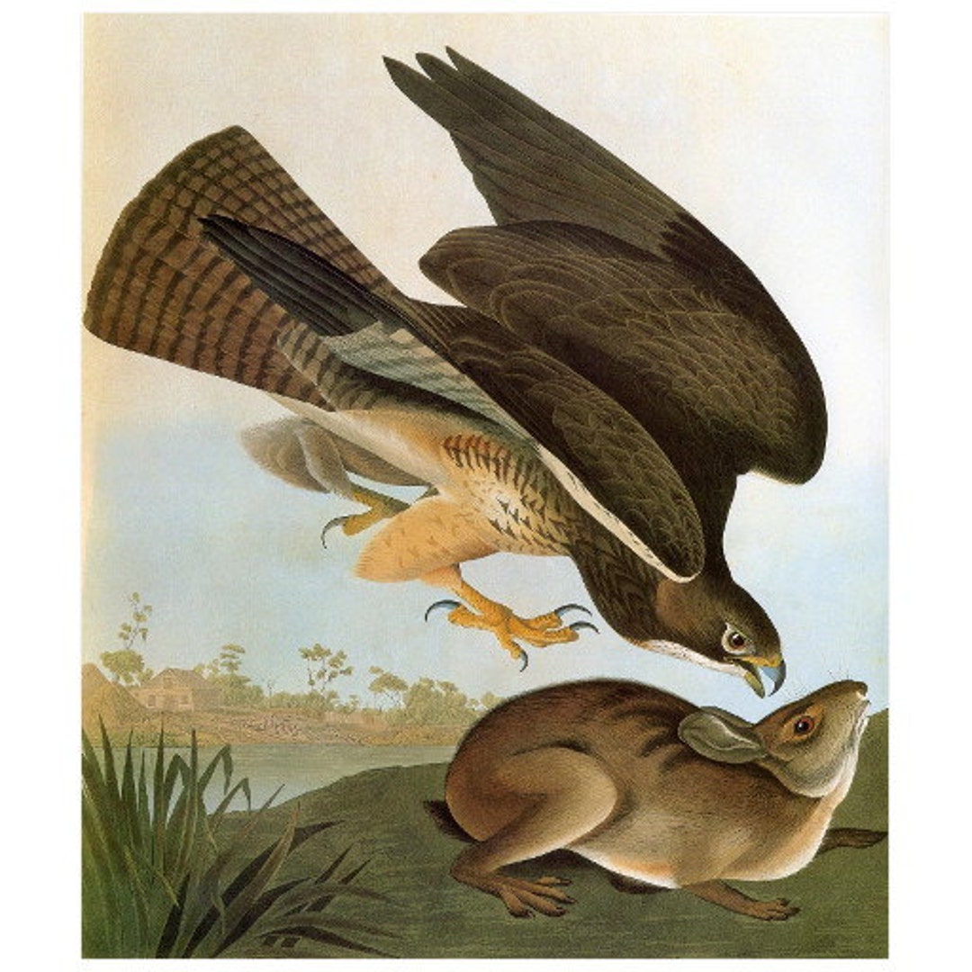 John J Audubon, Common Buzzard FRIDGE MAGNET, Birds of America Repro ...