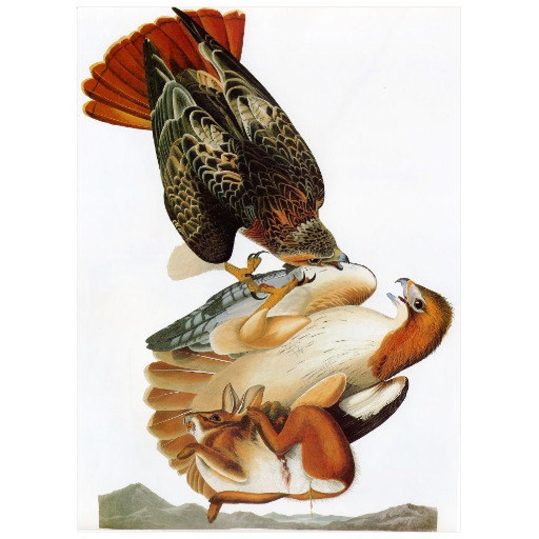John J Audubon, Red-tailed Hawk FRIDGE MAGNET, Birds of America ...