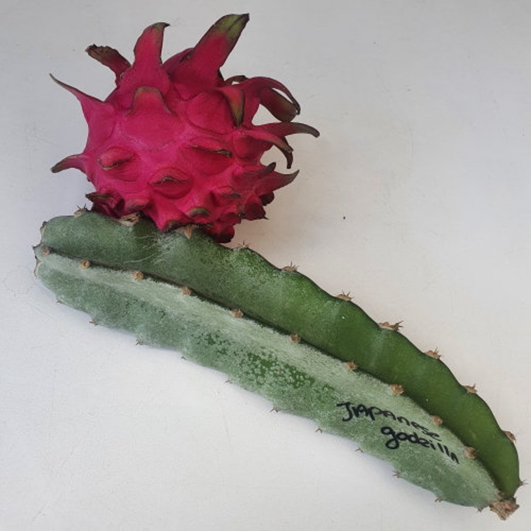 Godzilla Dragon Fruit Cutting 7 Inch - Etsy
