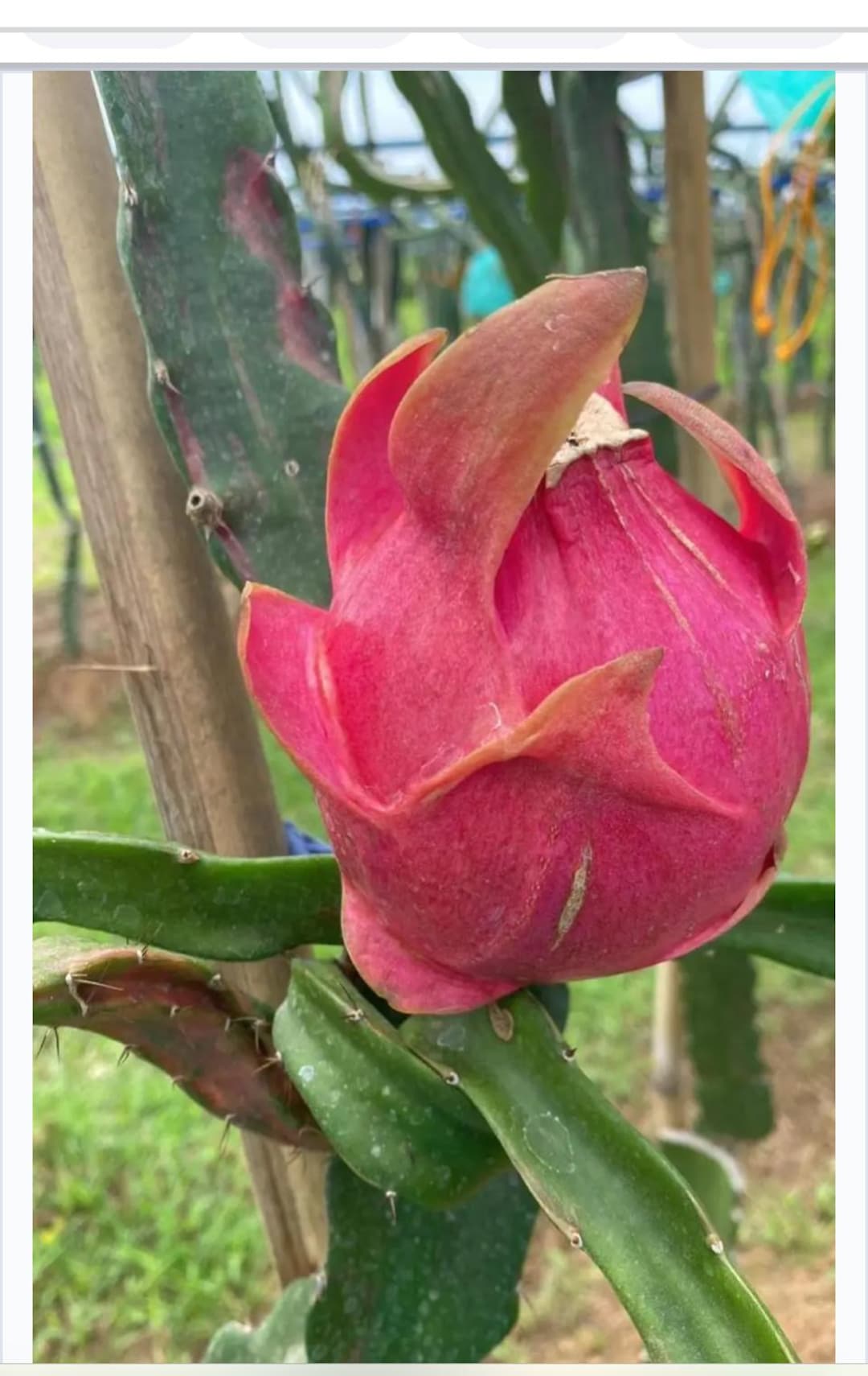 Pink/red Chimera Dragon Fruit Cutting 6-inch - Etsy