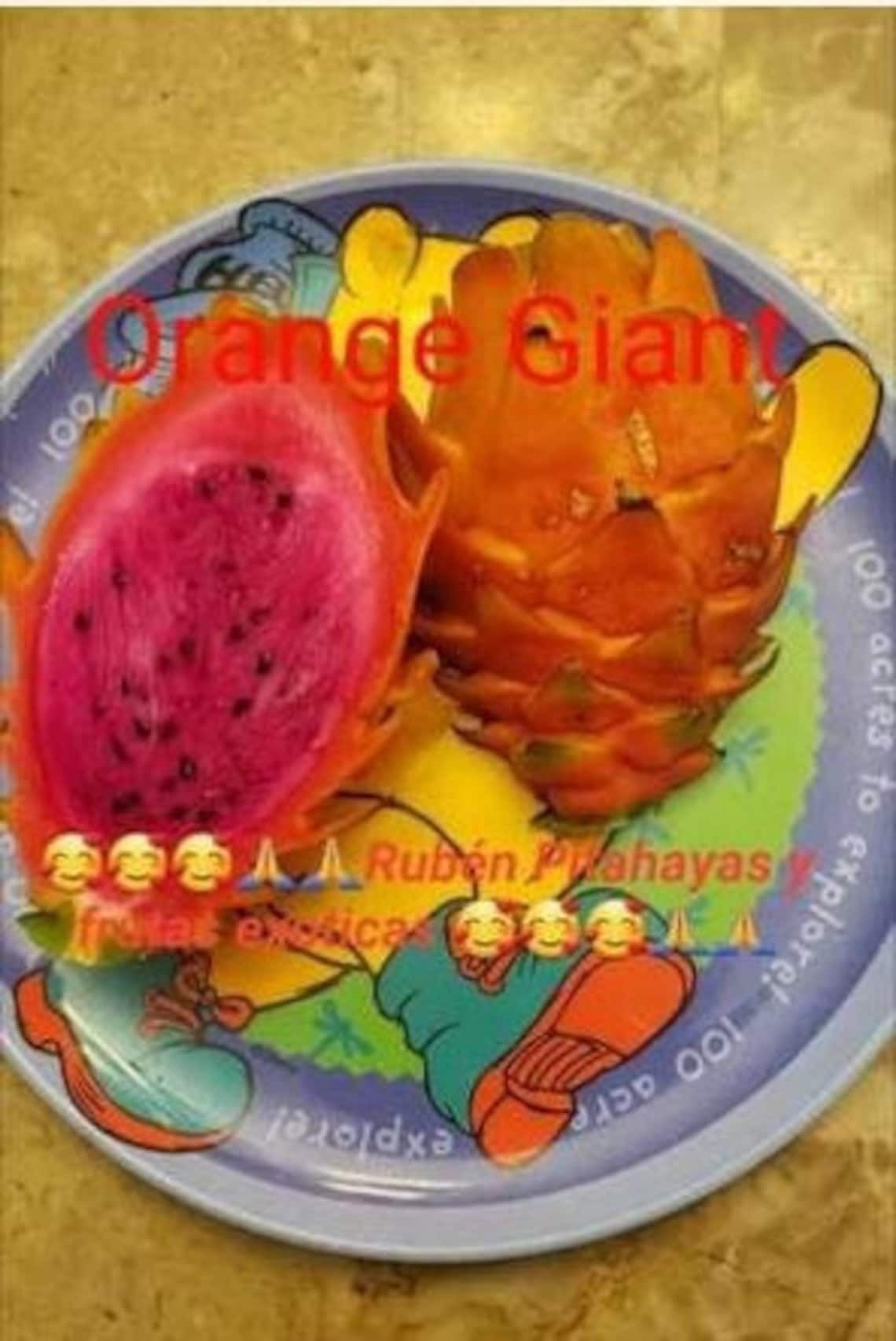 Orange Giant Dragon Fruit Cutting 6-inch - Etsy