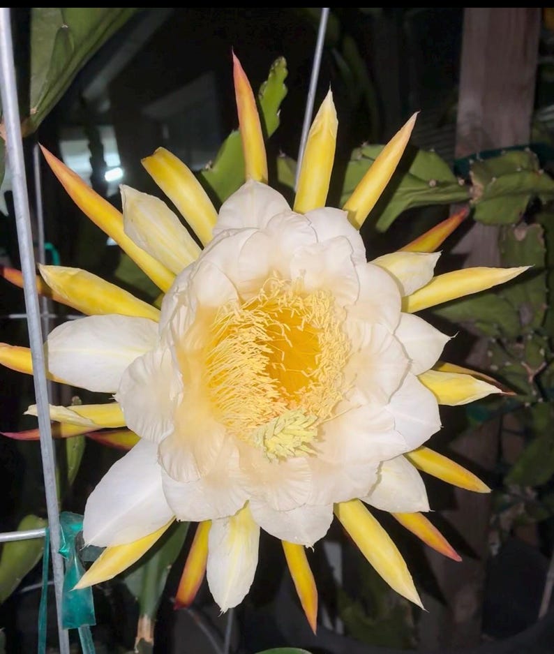 Godzilla Dragon Fruit Cutting 7 Inch - Etsy