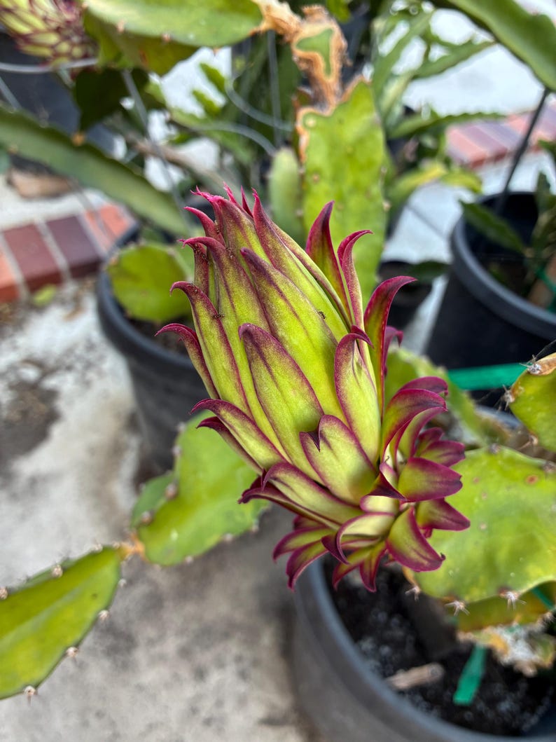 Godzilla Dragon Fruit Cutting 7 Inch - Etsy
