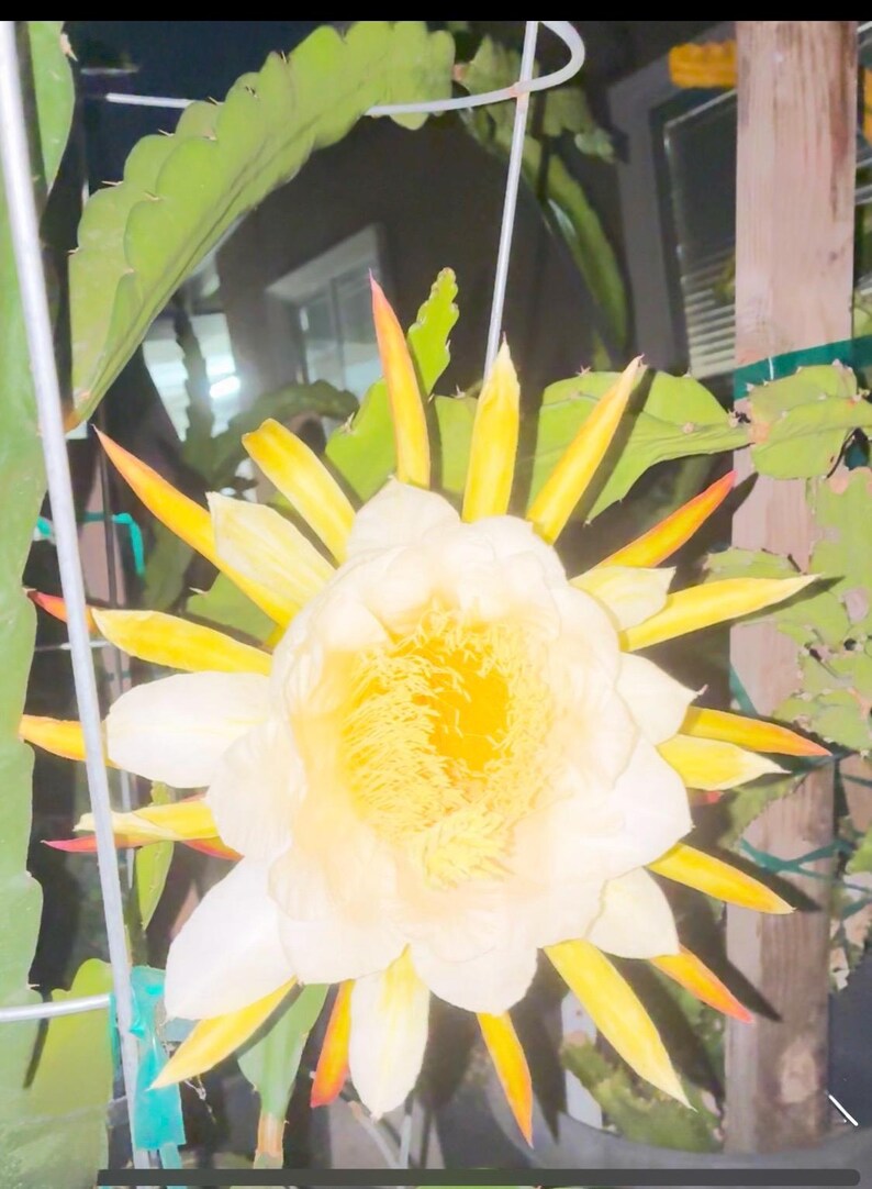Godzilla Dragon Fruit Cutting 7 Inch - Etsy