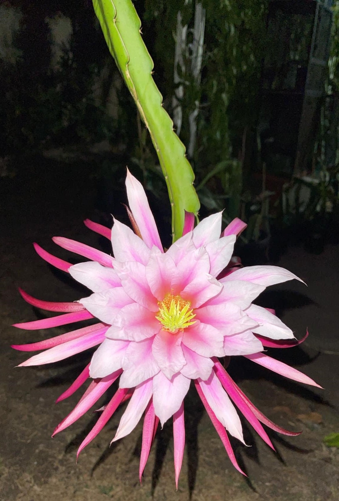 Asunta 6-cutting 12-inch - Etsy