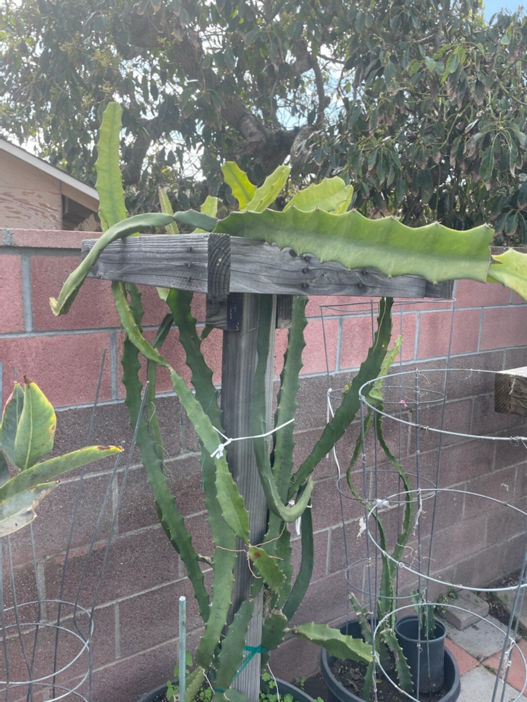 Desert King Dragon Fruit Cutting 12-inch - Etsy