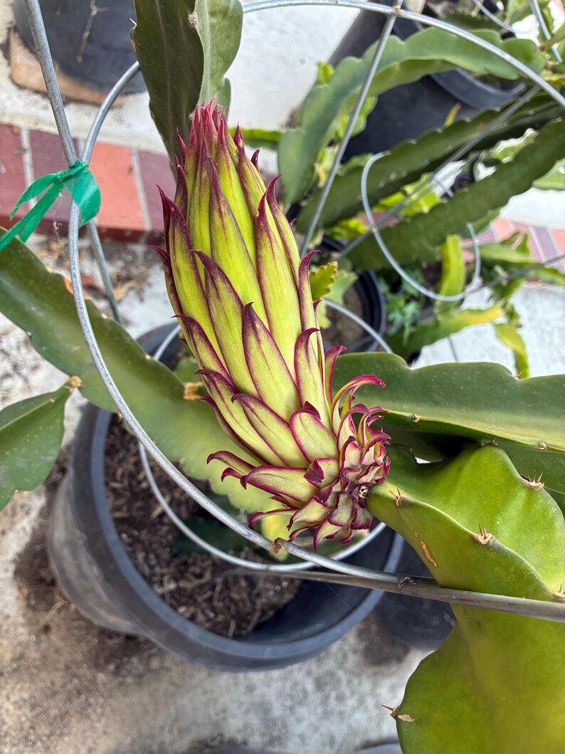 Godzilla Dragon Fruit Cutting 7 Inch - Etsy