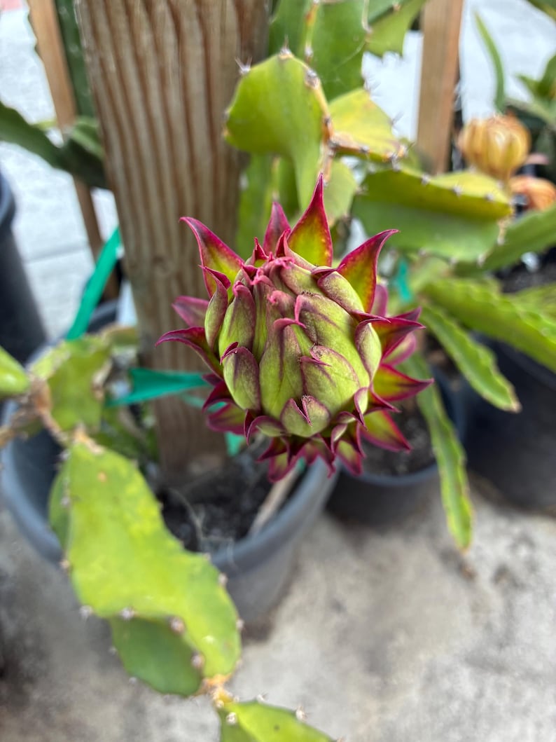 Godzilla Dragon Fruit Cutting 7 Inch - Etsy