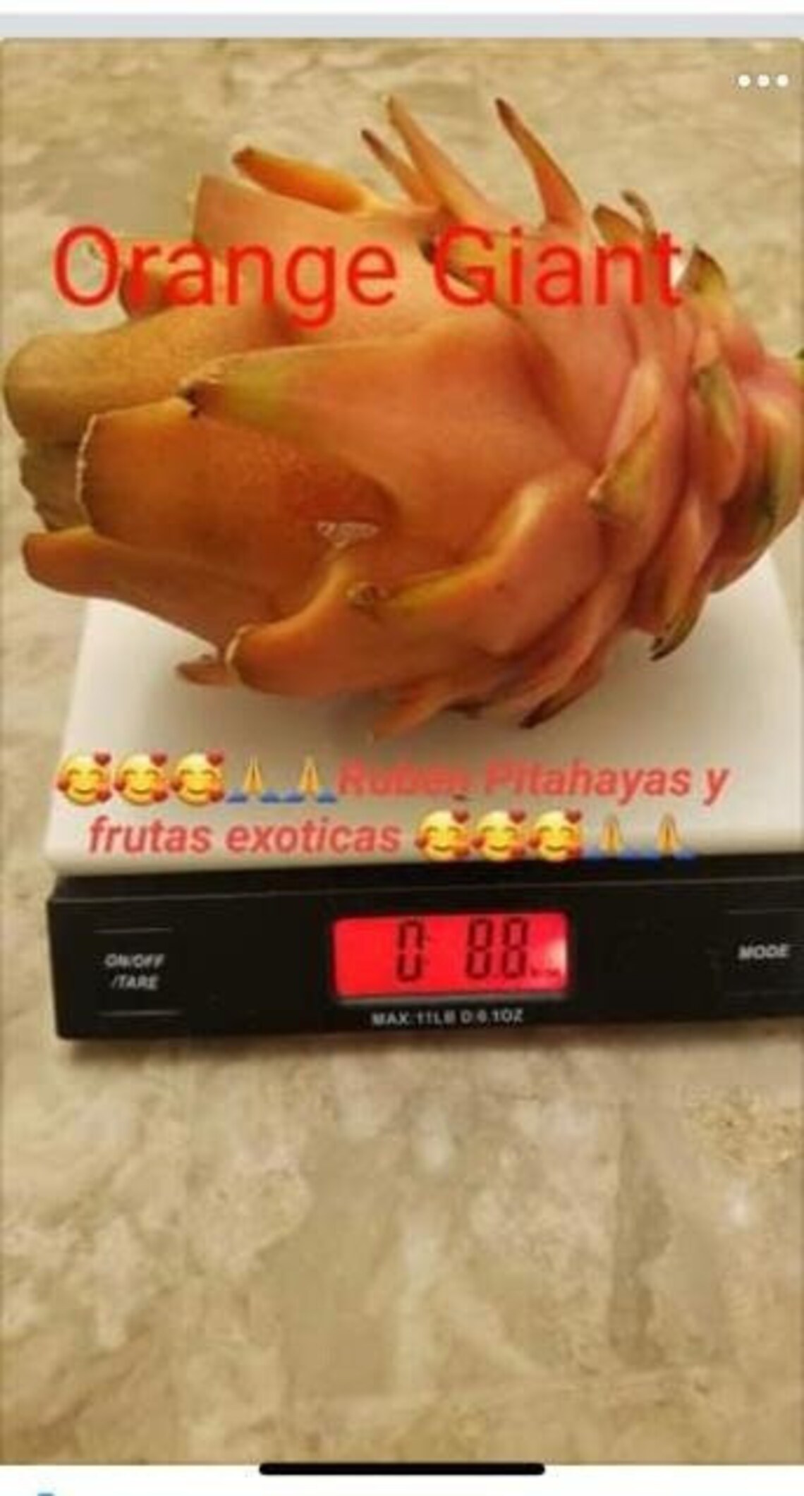 Orange Giant Dragon Fruit Rooted 12-inch - Etsy