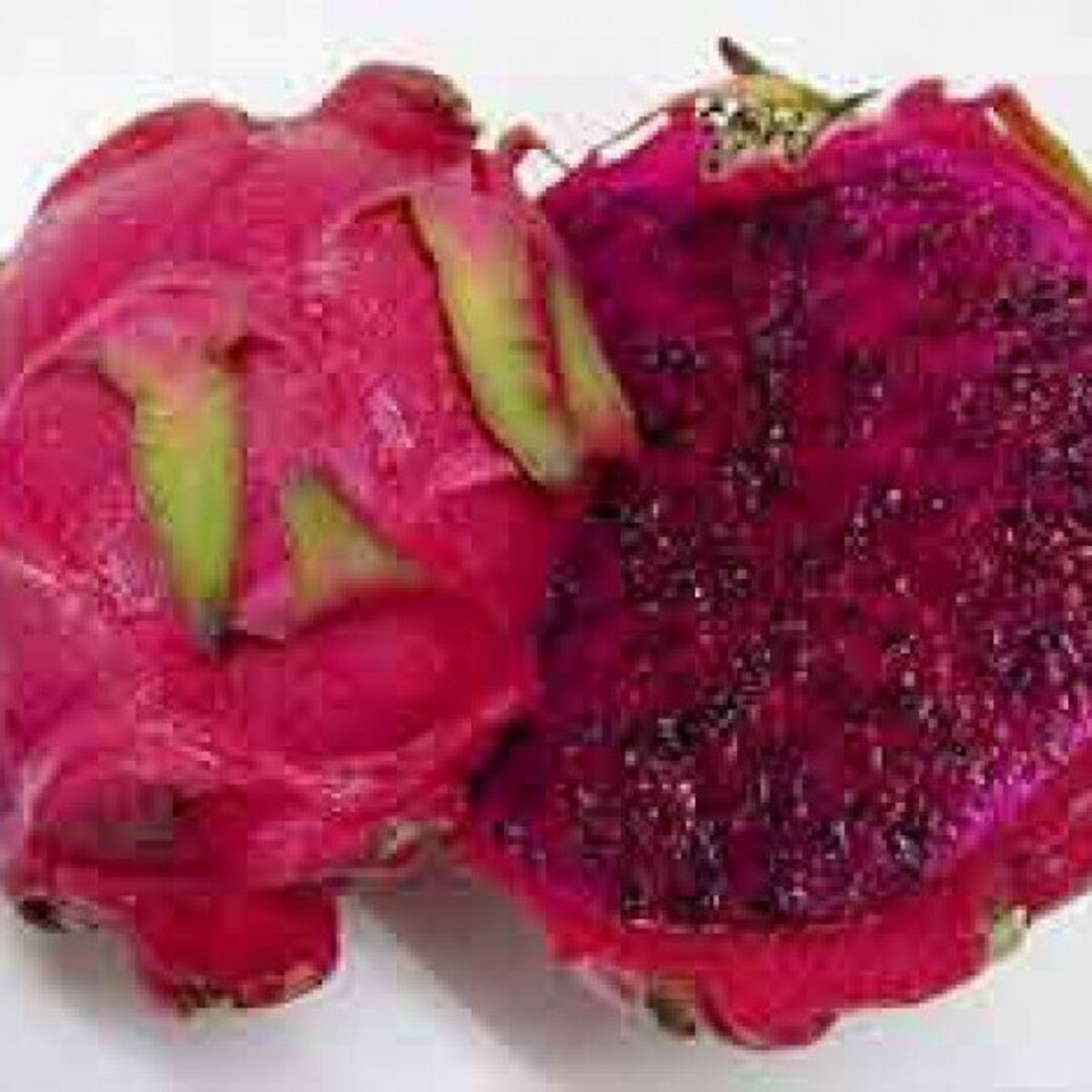Voodoo Child Dragon Fruit Rooted 10-inch - Etsy