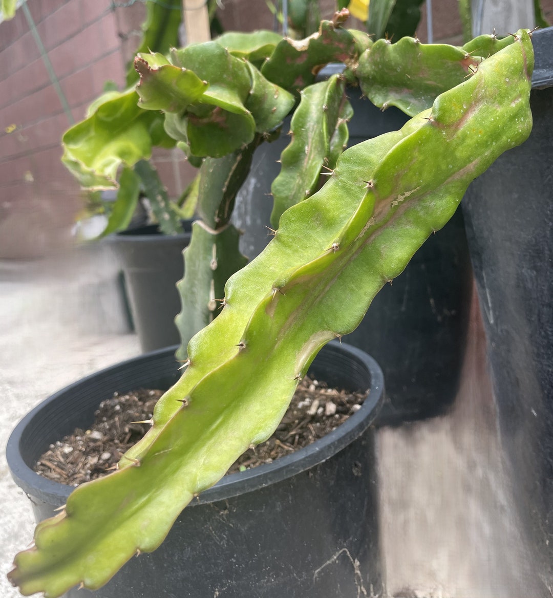 Pink/red Chimera Dragon Fruit Cutting 6-inch - Etsy