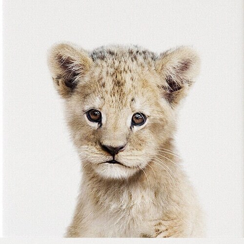 Lion Print Safari Animal Prints PRINTABLE Nursery Art Lion - Etsy Canada