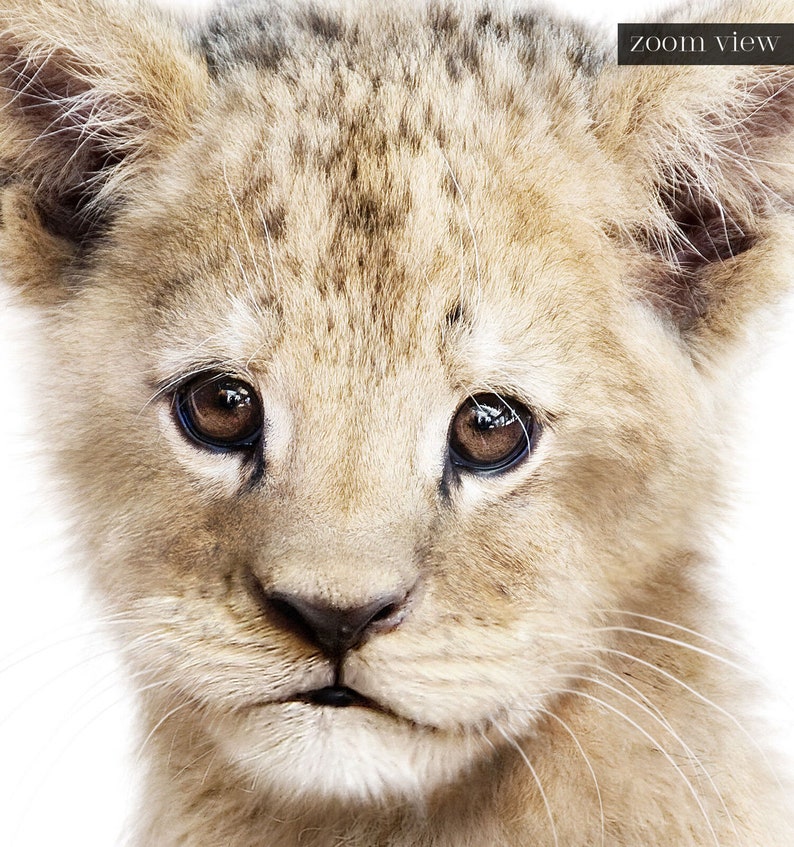 Lion Print Safari Animal Prints PRINTABLE Nursery Art Lion - Etsy Australia