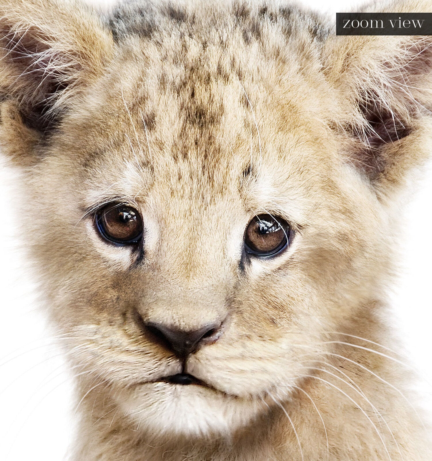 Lion Print Safari Animal Prints PRINTABLE Nursery Art Lion - Etsy