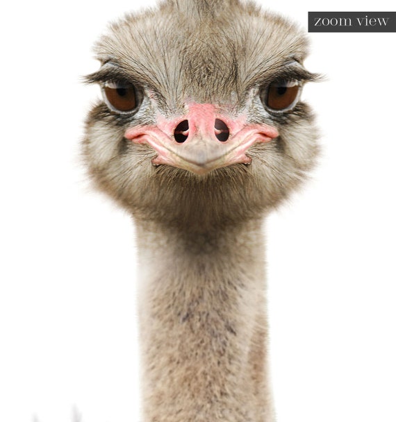 Prints Baby Animal Prints Baby Animals Nursery Printable Printable Emu ...