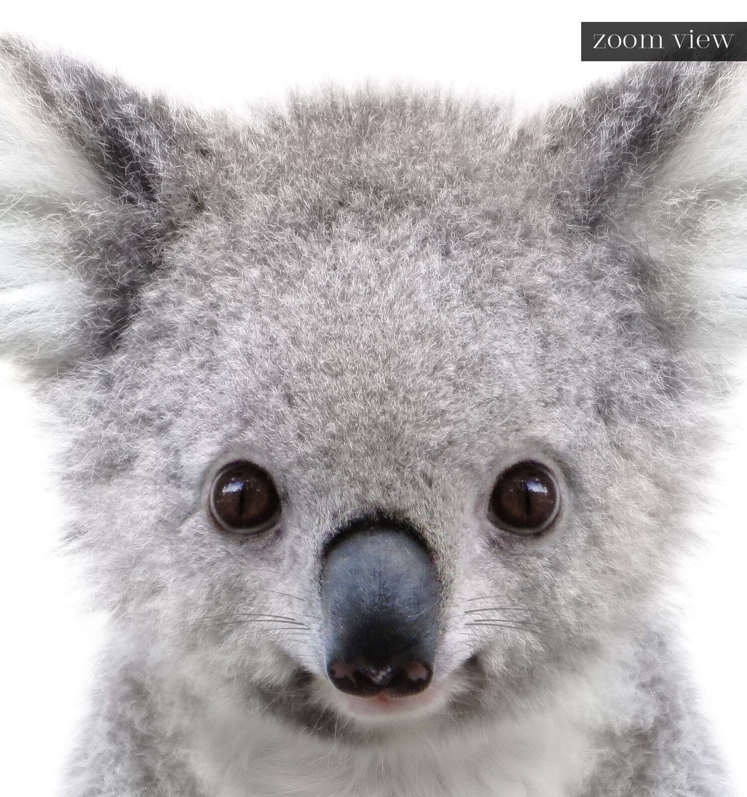 Koala Print PRINTABLE Art Nursery Animals Animal Prints - Etsy