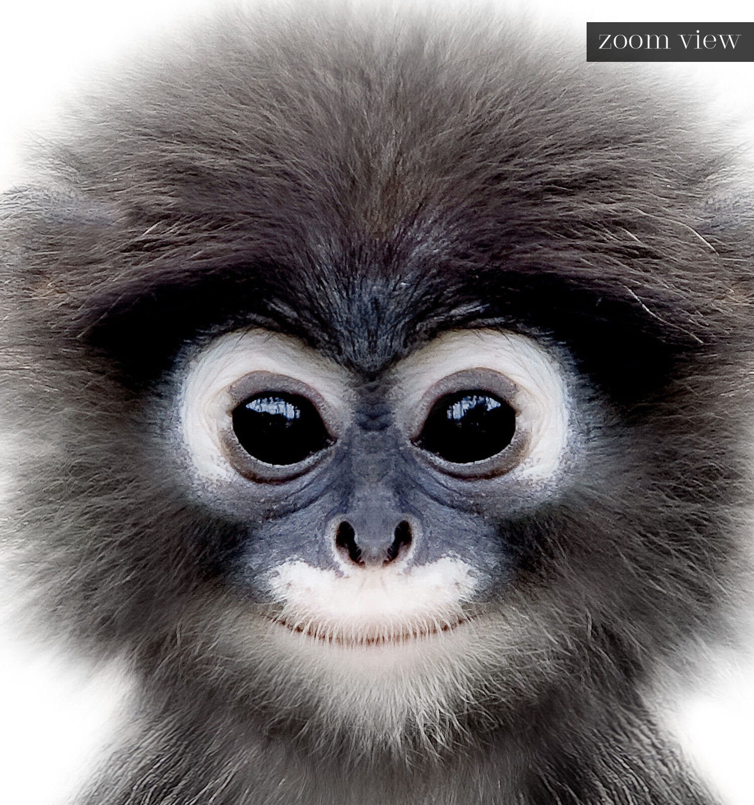 Animal Nursery Prints Monkey PRINTABLE Monkey Art Safari - Etsy